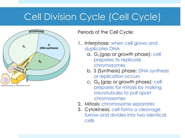 Mitosis and meiosis slides | PPT