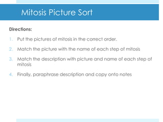 Mitosis and meiosis slides | PPTX