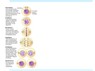 Mitosis and meiosis slides | PPTX