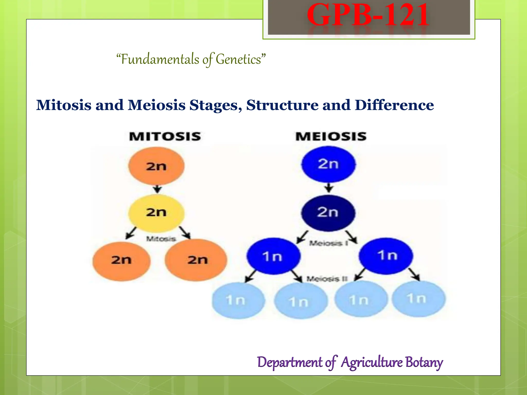 Meiosis Slideshow Meiosis Amitosis, Mitosis, And Meiosis Slide Set