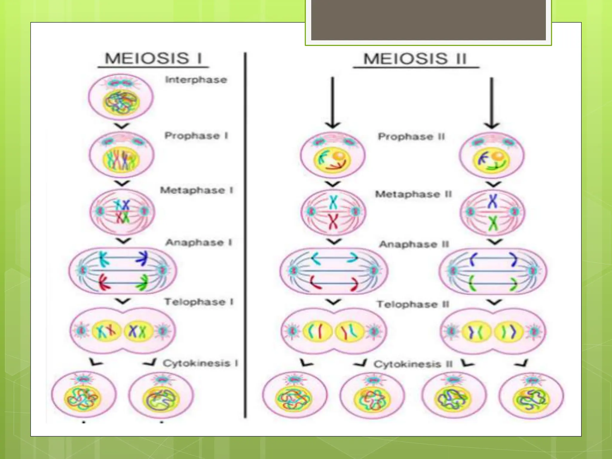 Mitosis and Meiosis Stages, Structure and Difference.pptx