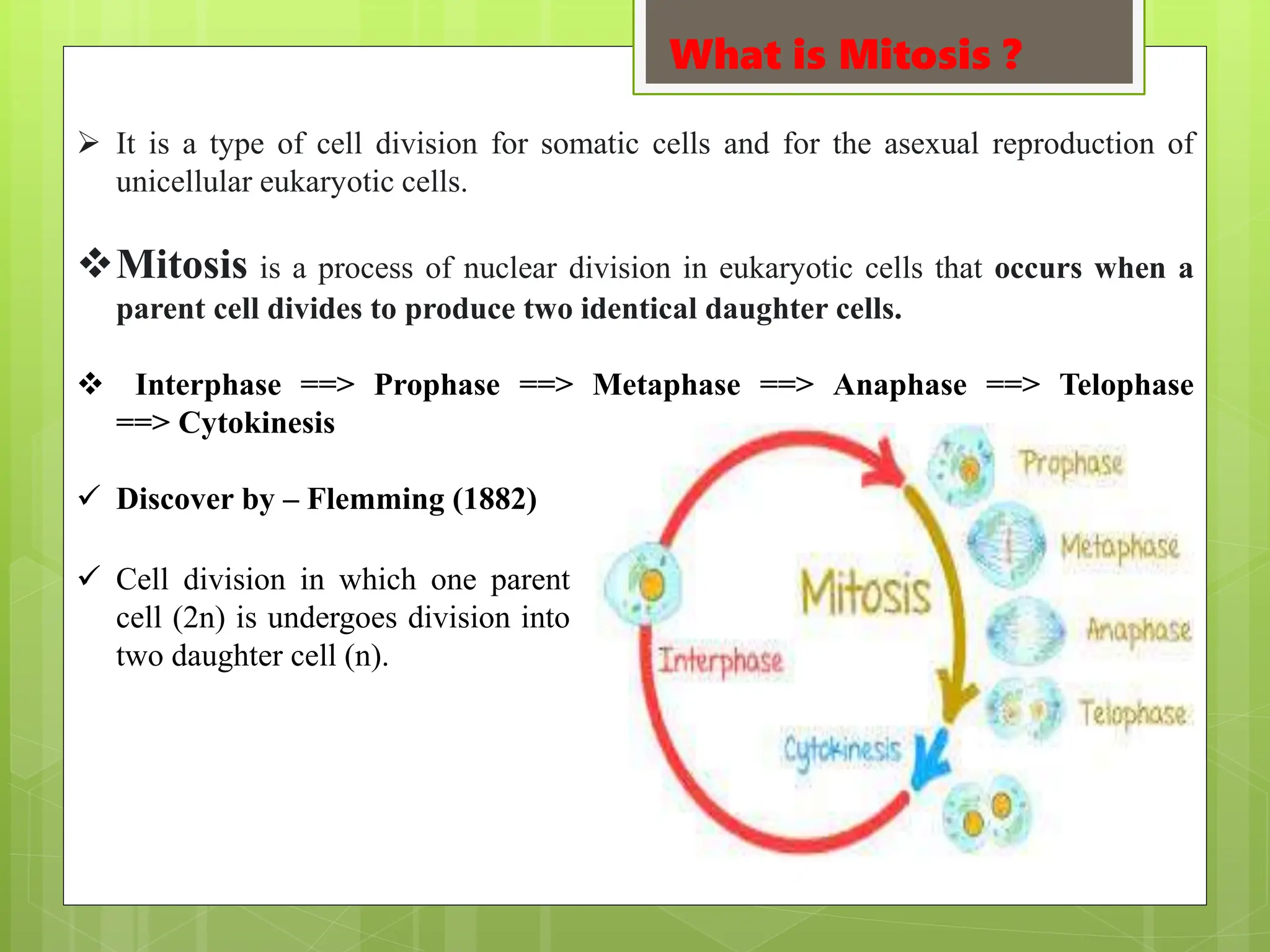 Mitosis and Meiosis Stages, Structure and Difference.pptx