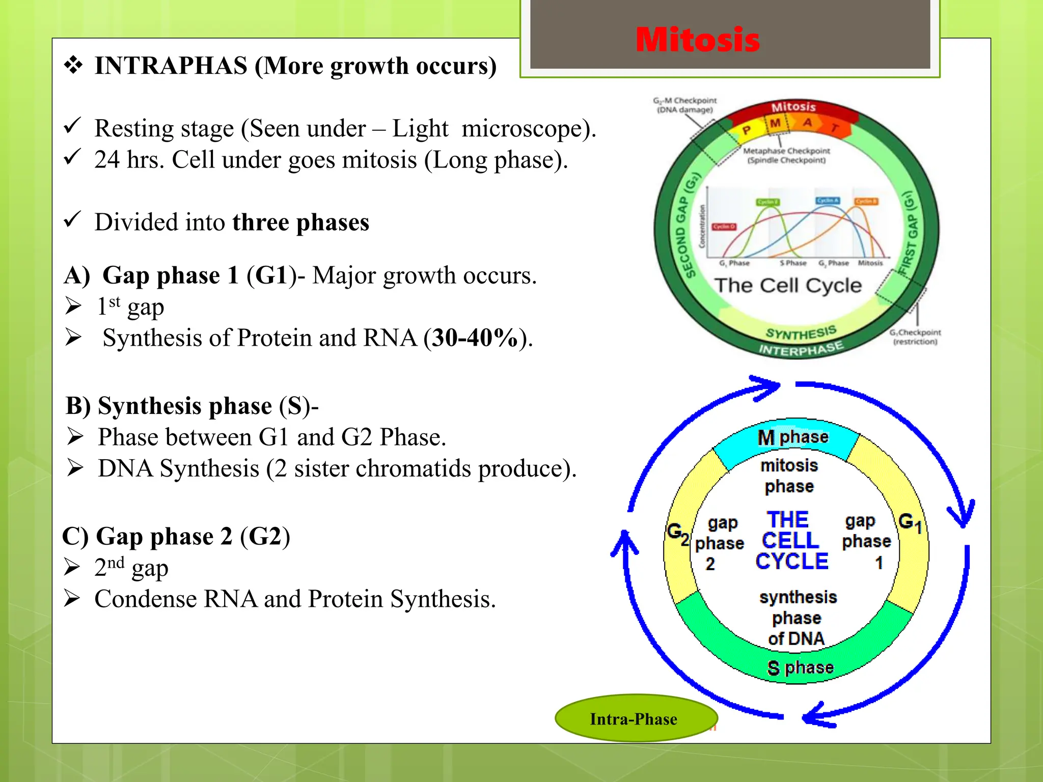 Mitosis and Meiosis Stages, Structure and Difference.pptx