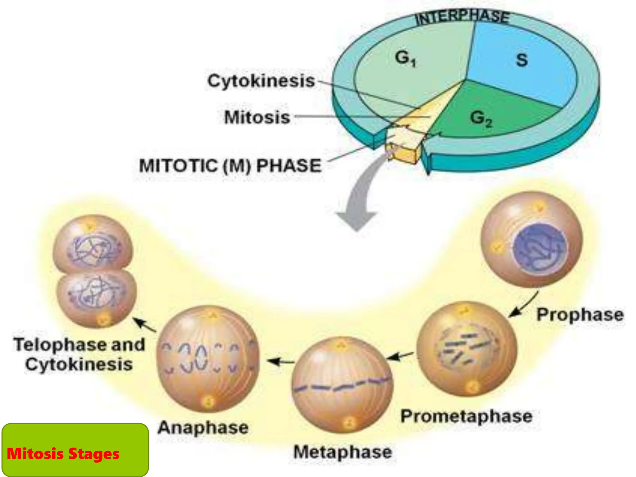 Mitosis and Meiosis Stages, Structure and Difference.pptx