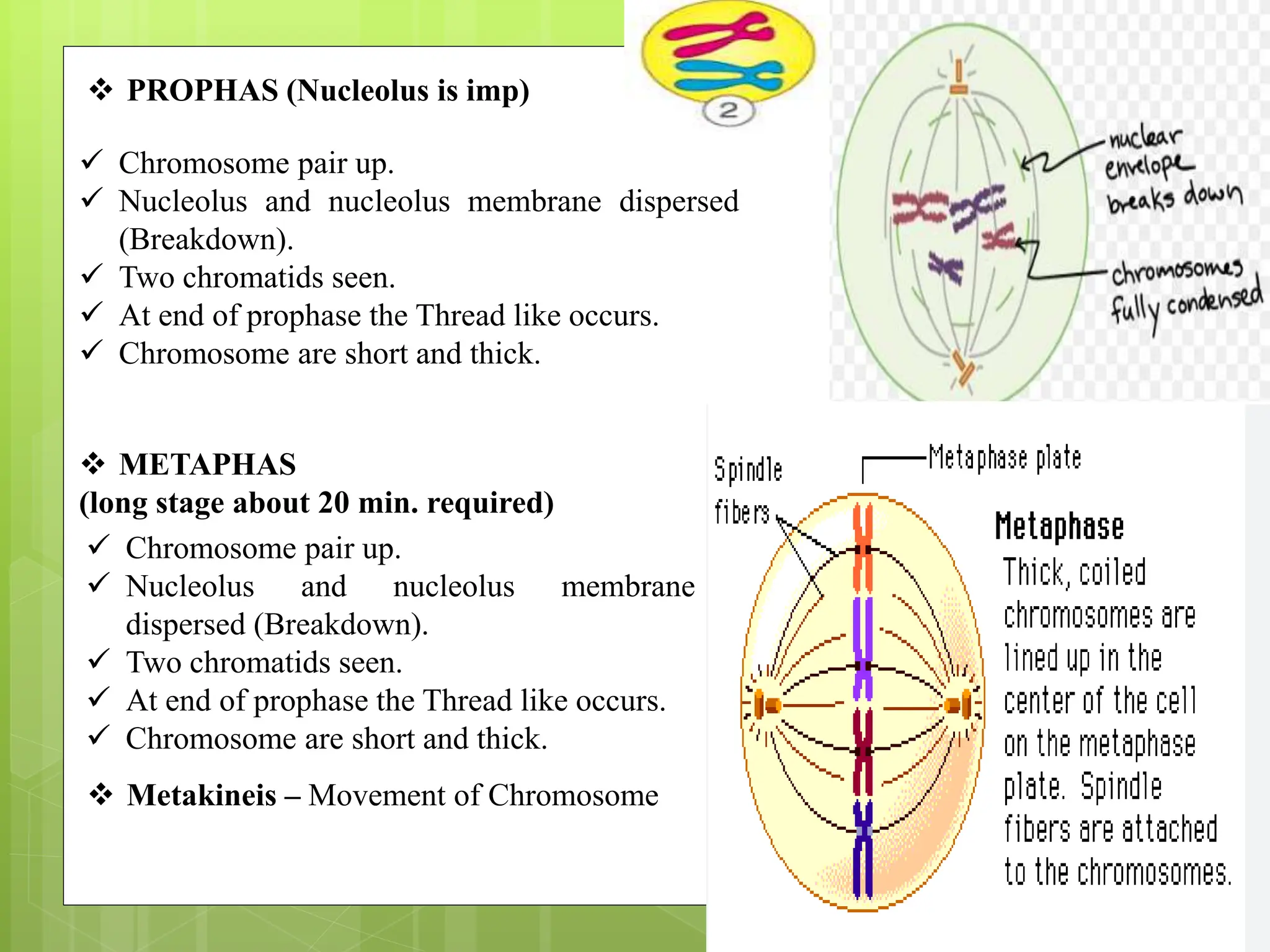 Mitosis and Meiosis Stages, Structure and Difference.pptx