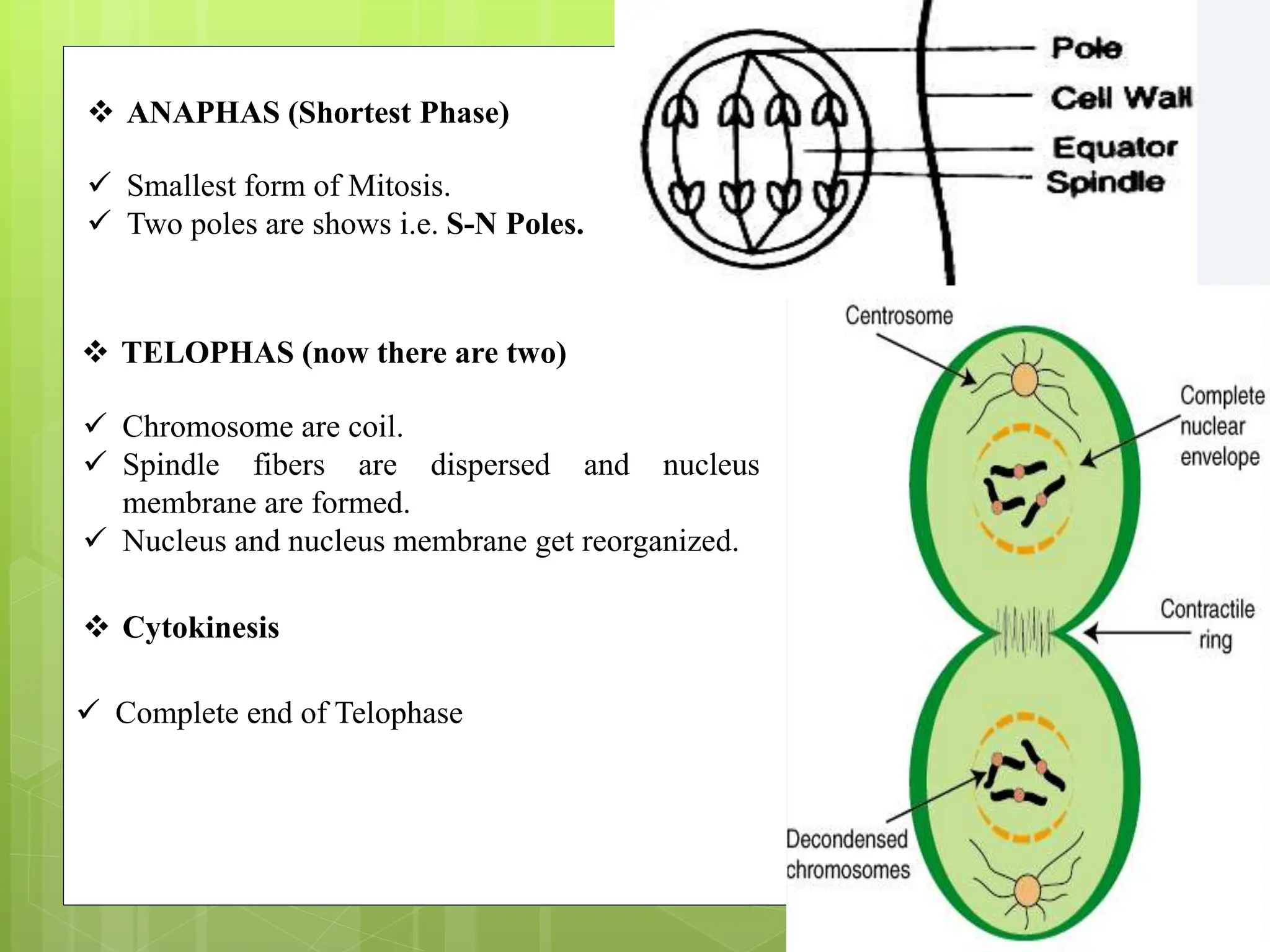 Mitosis and Meiosis Stages, Structure and Difference.pptx