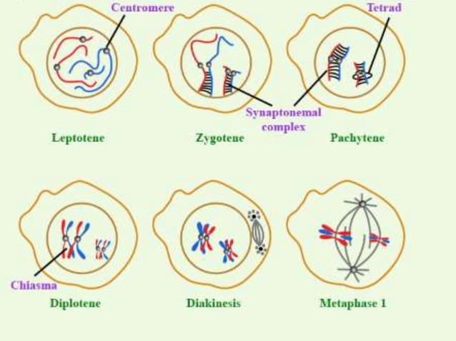 Mitosis and Meiosis Stages, Structure and Difference.pptx