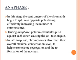 Mitosis (biology) | PPTX