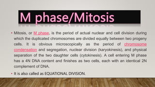 Mitosis division by Arifa Bee M.Sc. I year.pptx
