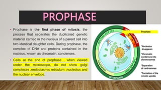 Mitosis division by Arifa Bee M.Sc. I year.pptx | Biological Sciences ...