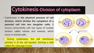 Mitosis division by Arifa Bee M.Sc. I year.pptx | Biological Sciences | Science