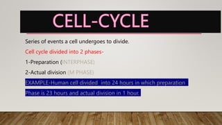 Mitosis division by Arifa Bee M.Sc. I year.pptx