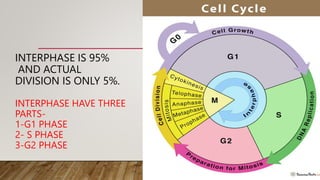 Mitosis division by Arifa Bee M.Sc. I year.pptx | Biological Sciences ...