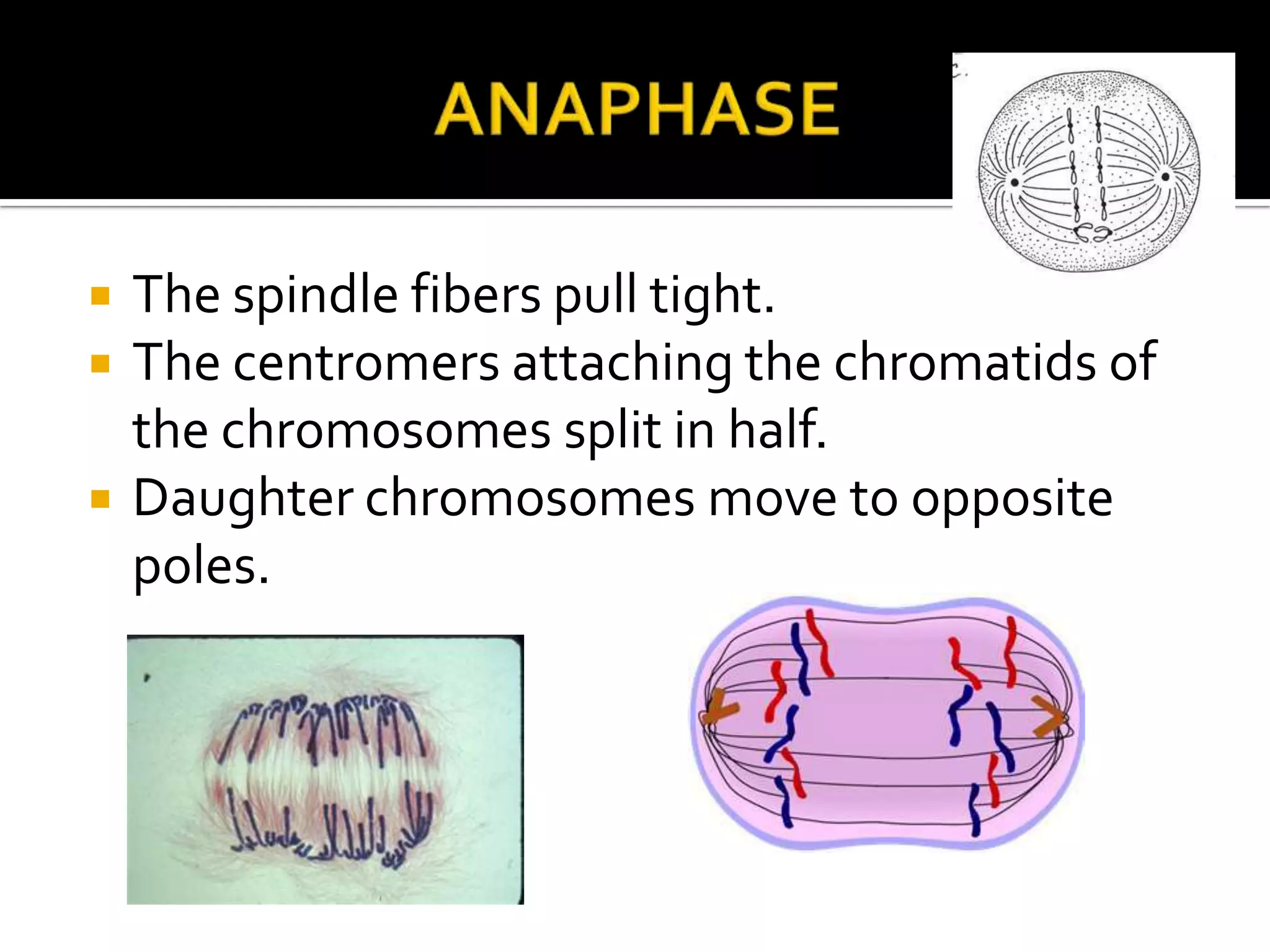 Mitosis(cell division) | PPTX