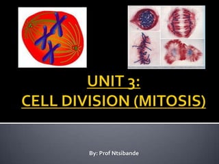 Mitosis(cell division) | PPTX