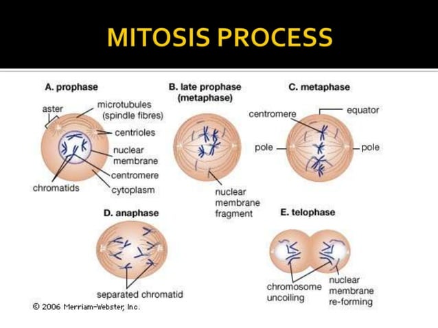 Mitosis(cell division) | PPT