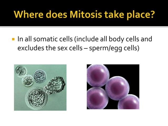 Mitosis(cell division) | PPT