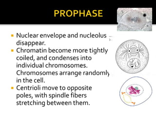 Mitosis(cell division) | PPTX