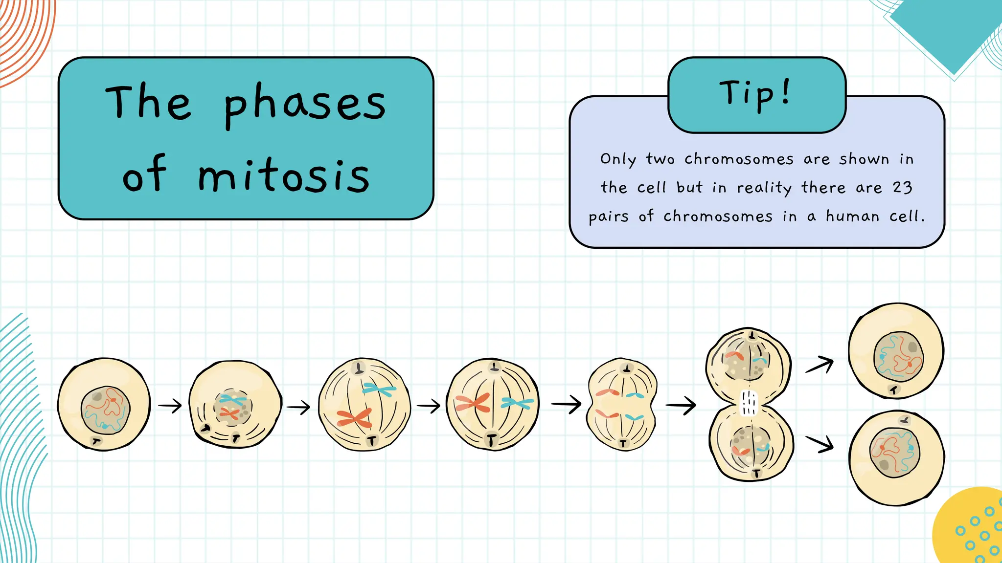 Mitosis Cell Division Biology division celular | PDF