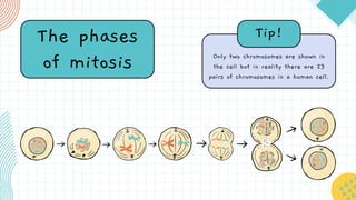 Mitosis Cell Division Biology division celular | PDF