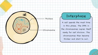 Mitosis Cell Division Biology division celular | PDF