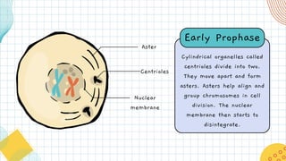 Mitosis Cell Division Biology division celular | PDF