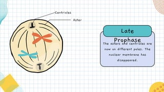 Mitosis Cell Division Biology division celular | PDF