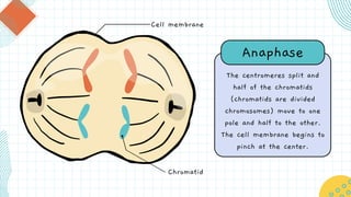 Mitosis Cell Division Biology division celular | PDF