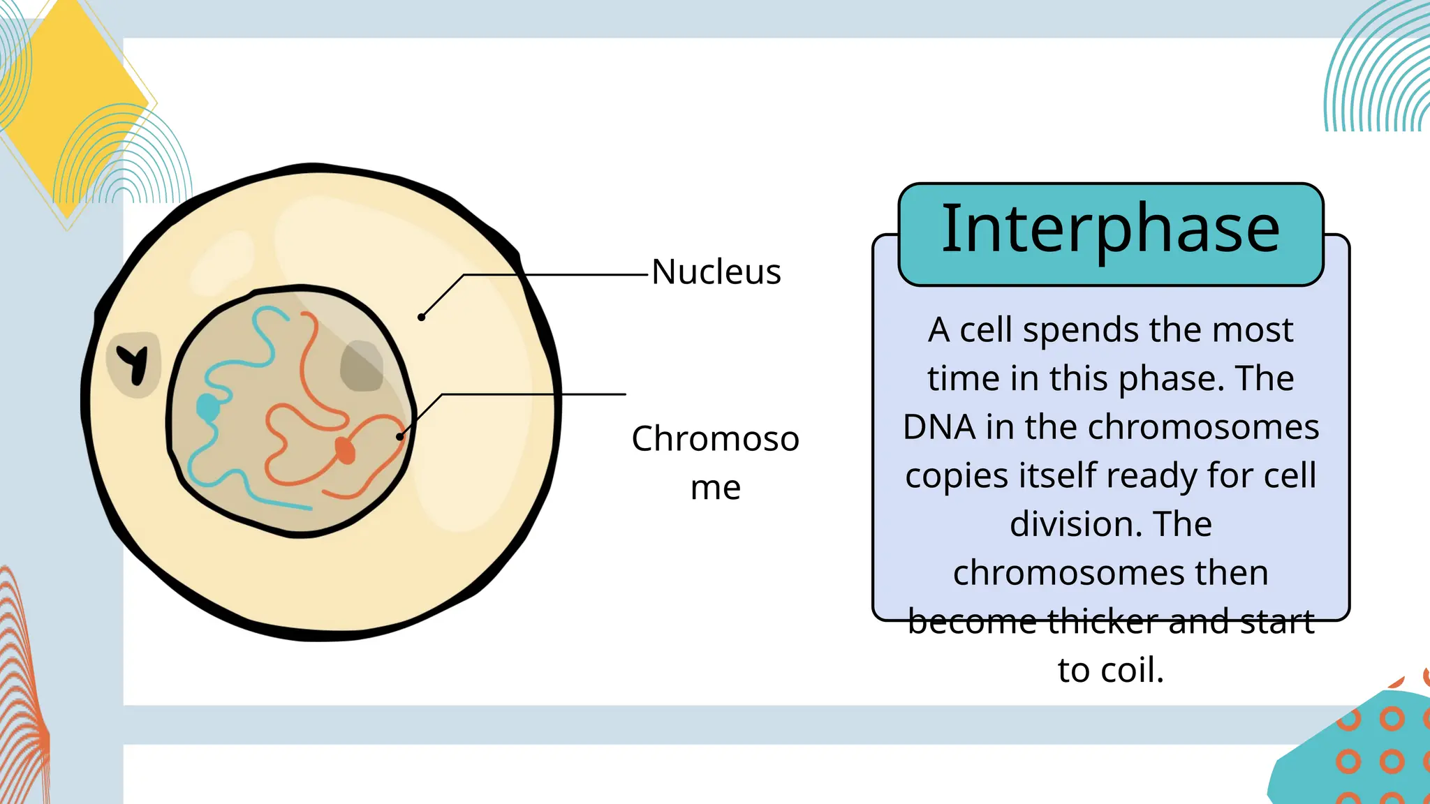Mitosis Cell Division Biology Presentation in a Colorful Bold Style.pptx
