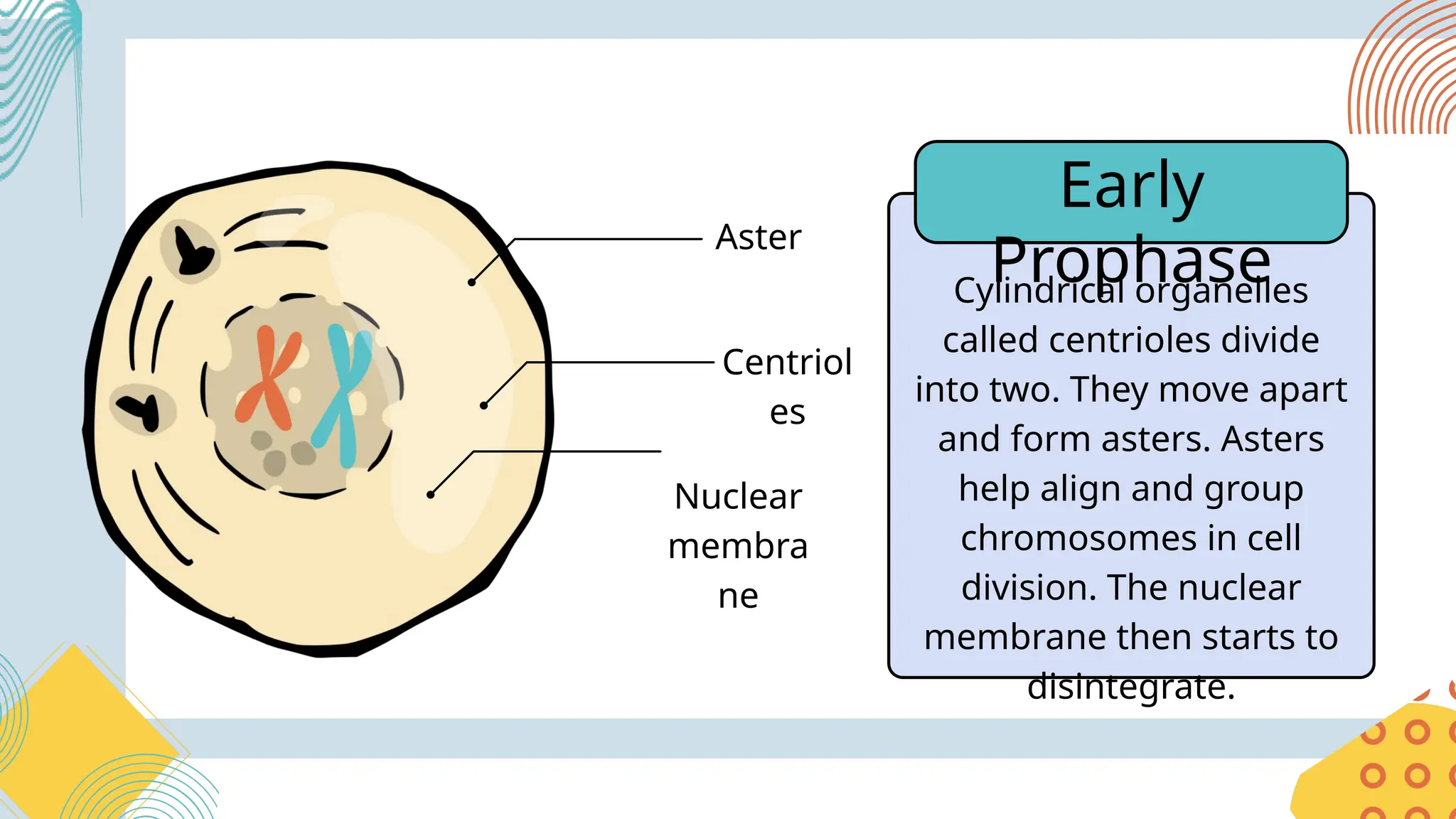 Mitosis Cell Division Biology Presentation in a Colorful Bold Style.pptx