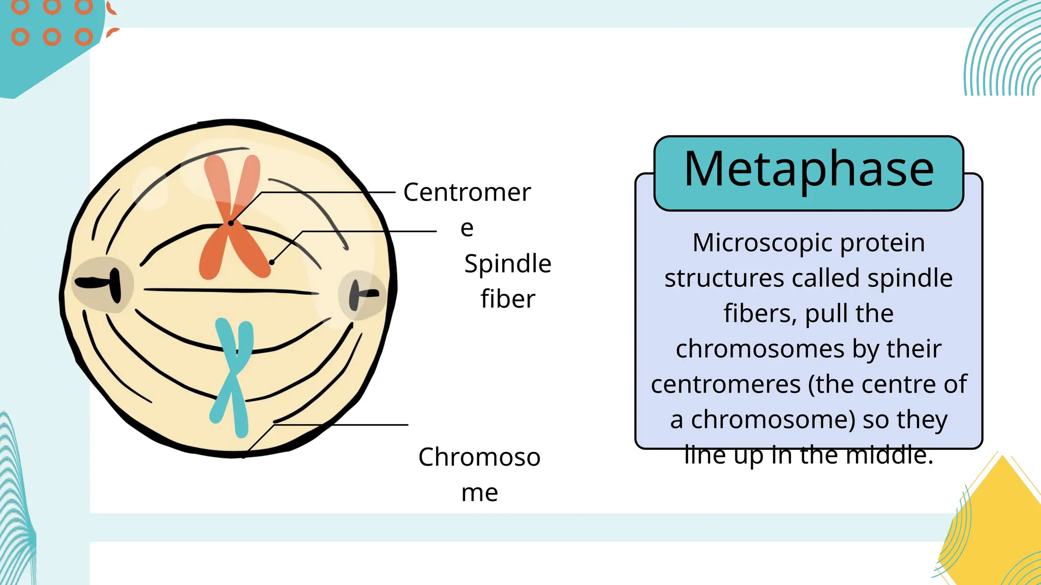 Mitosis Cell Division Biology Presentation in a Colorful Bold Style.pptx