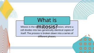 Mitosis Cell Division Biology Presentation in a Colorful Bold Style.pptx