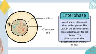 Mitosis Cell Division Biology Presentation in a Colorful Bold Style.pptx