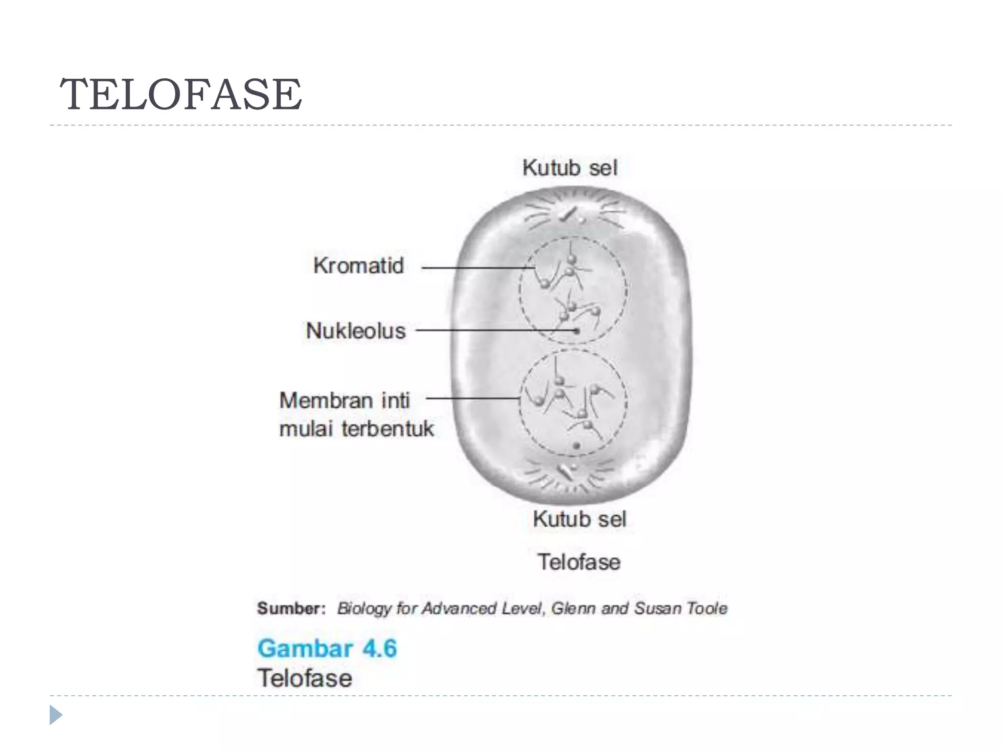 MITOSIS DAN MEIOSIS | PPTX