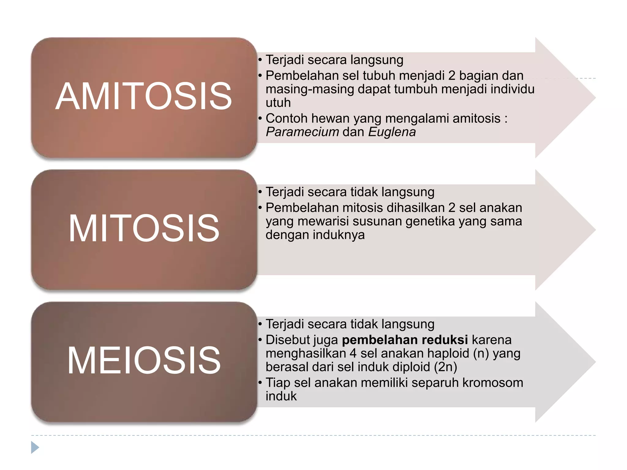 MITOSIS DAN MEIOSIS | PPTX