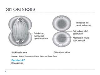 MITOSIS DAN MEIOSIS | PPTX