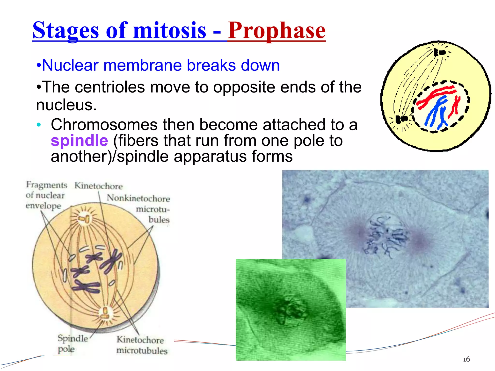 Mitosis details | PPTX