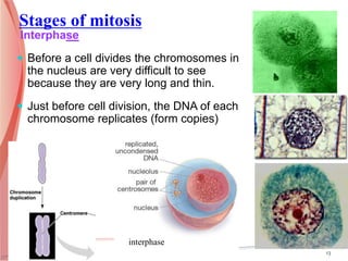 Mitosis details | PPTX