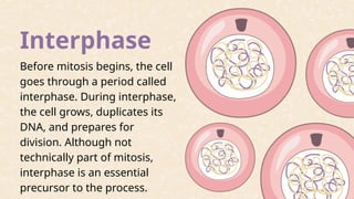 Mitosis Educational Presentation in Pink Tan Purple Fun Cell Division ...