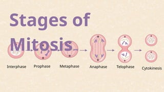 Mitosis Educational Presentation in Pink Tan Purple Fun Cell Division ...