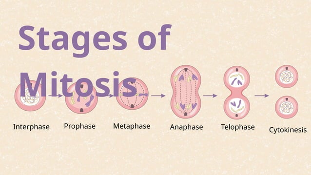 Mitosis Educational Presentation in Pink Tan Purple Fun Cell Division ...