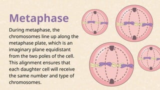 Mitosis Educational Presentation in Pink Tan Purple Fun Cell Division ...