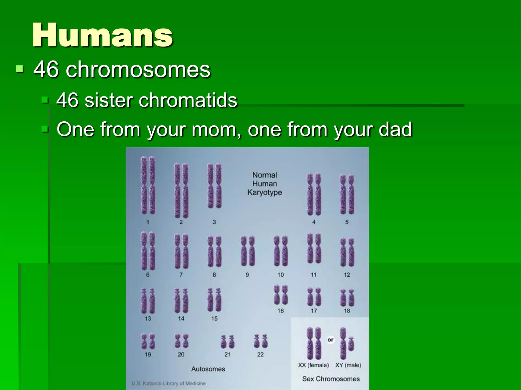 Mitosis final | PPTX
