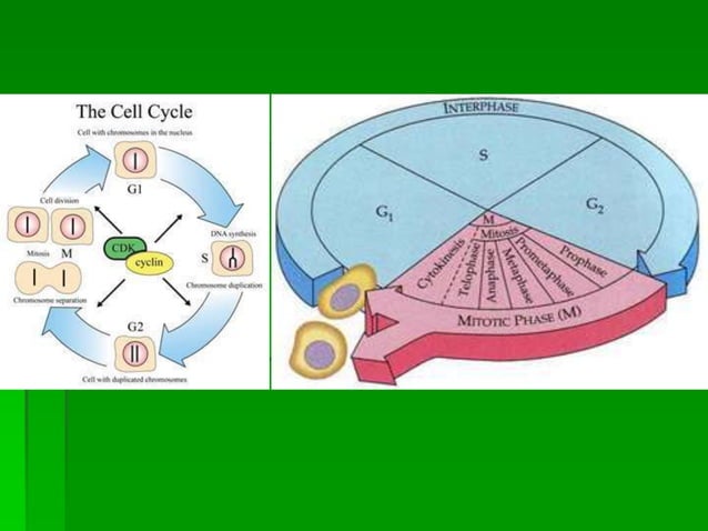 Mitosis final | PPT