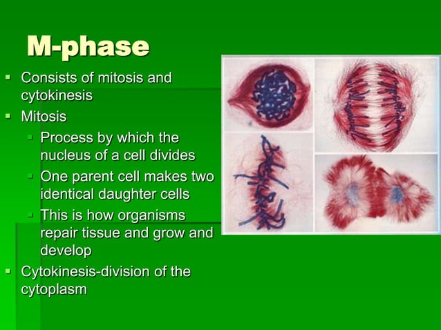 Mitosis final | PPT