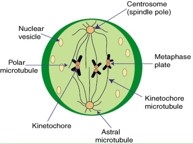 Mitosis final | PPT