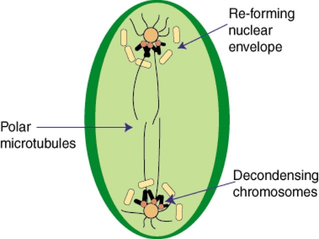 Mitosis final | PPT
