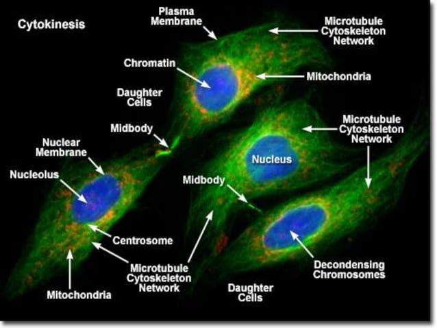 Mitosis final | PPT