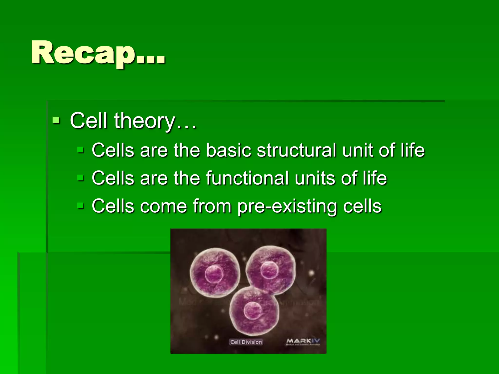 Mitosis final | PPTX