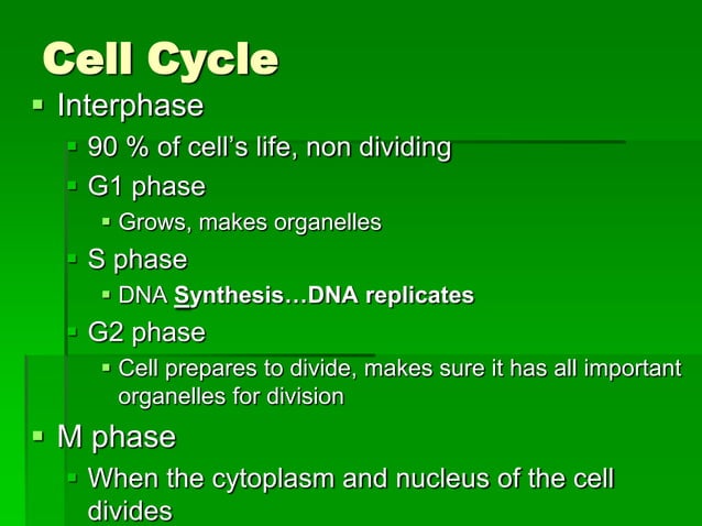 Mitosis final | PPT